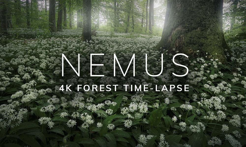 Experience mystic spring forest landscapes in 4K UHD — Time Lapse Network